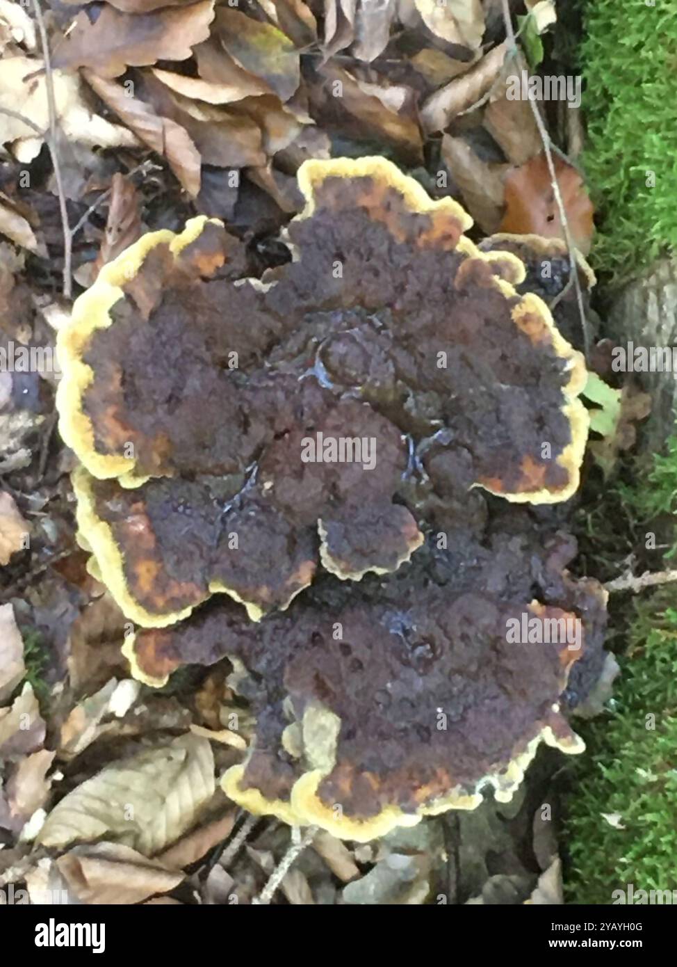 Dyer's Polypore (Phaeolus schweinitzii) Fungi Stock Photo - Alamy
