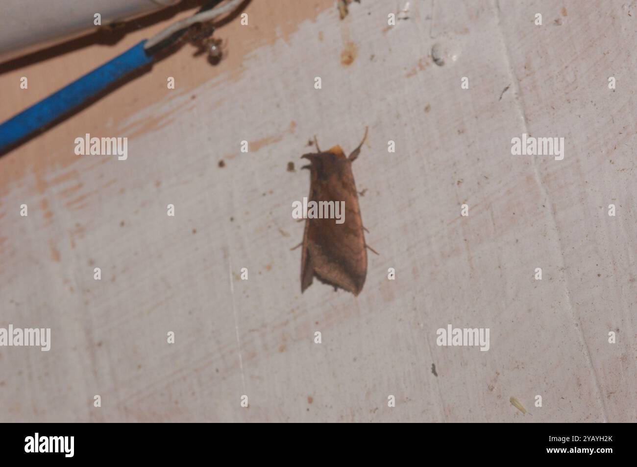 Plusiine Looper Moths (Plusiinae) Insecta Stock Photo - Alamy