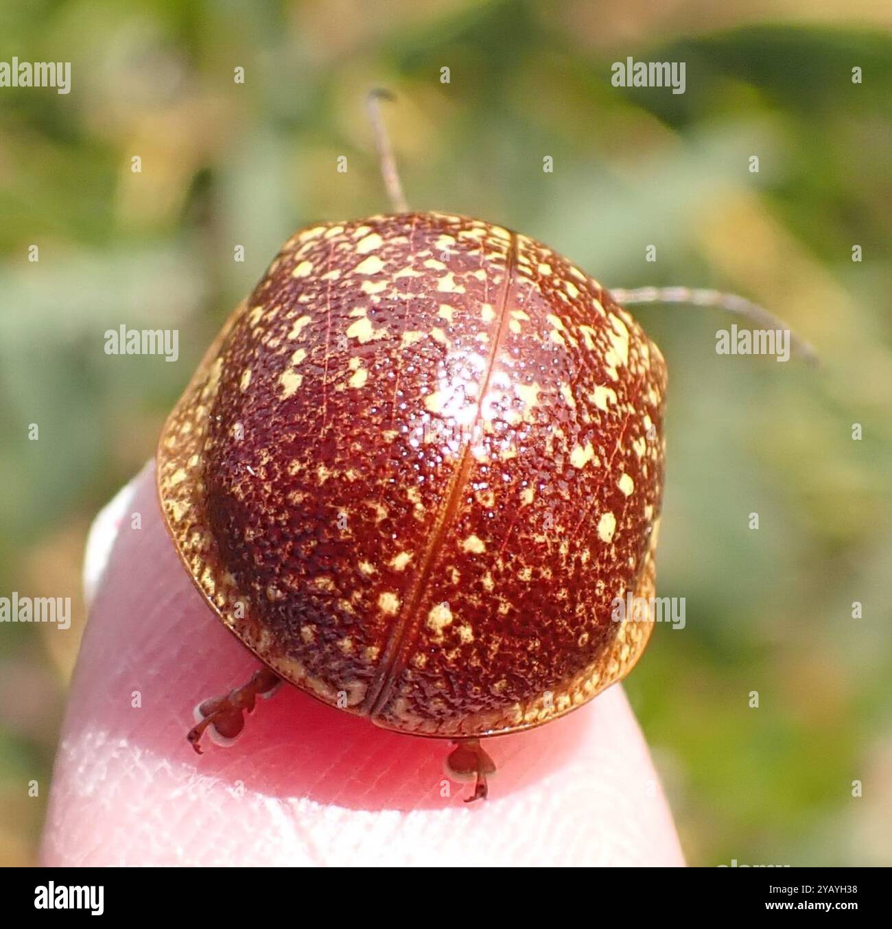 Paropsis hi-res stock photography and images - Alamy