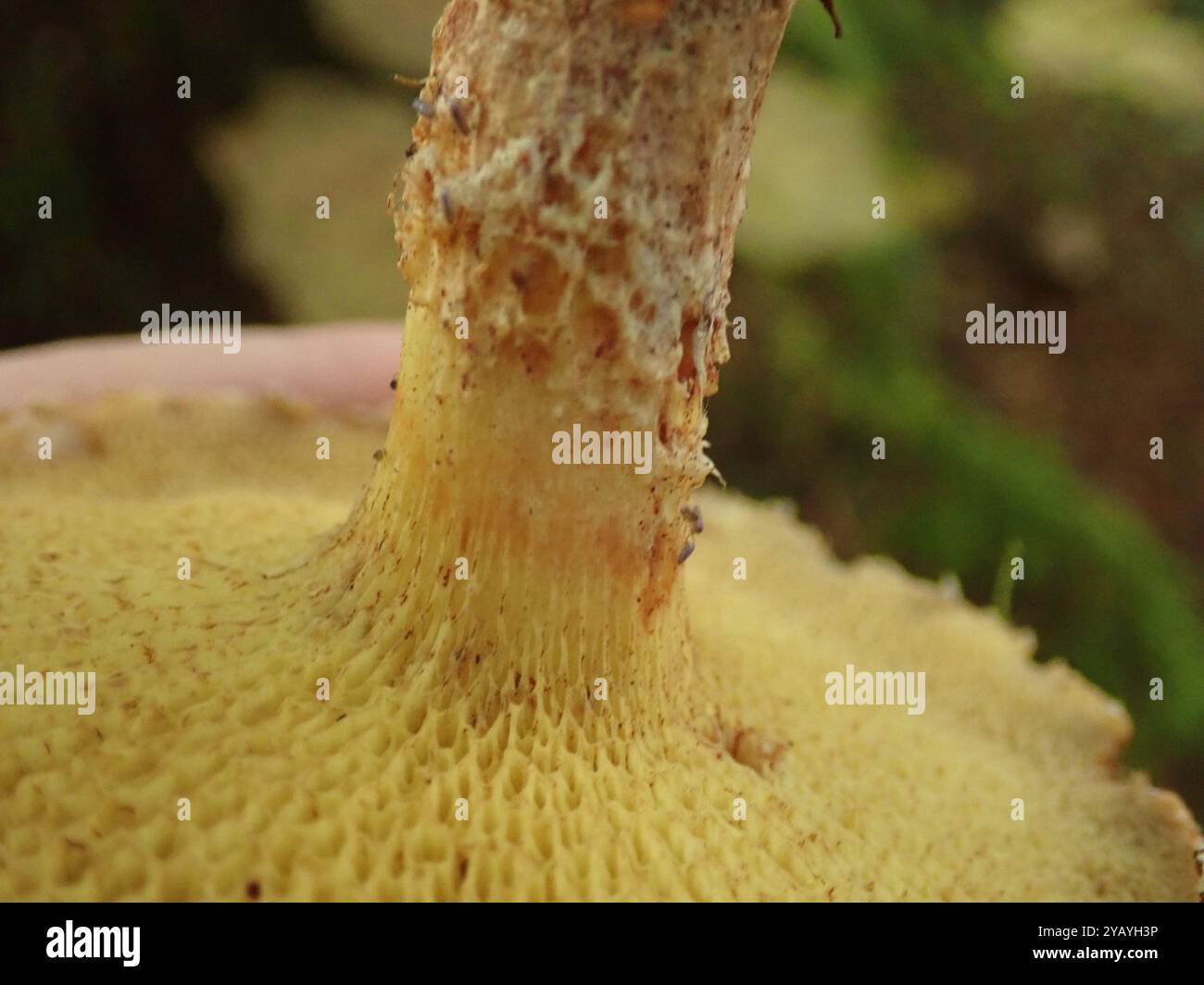 Western Painted Suillus (Suillus lakei) Fungi Stock Photo - Alamy