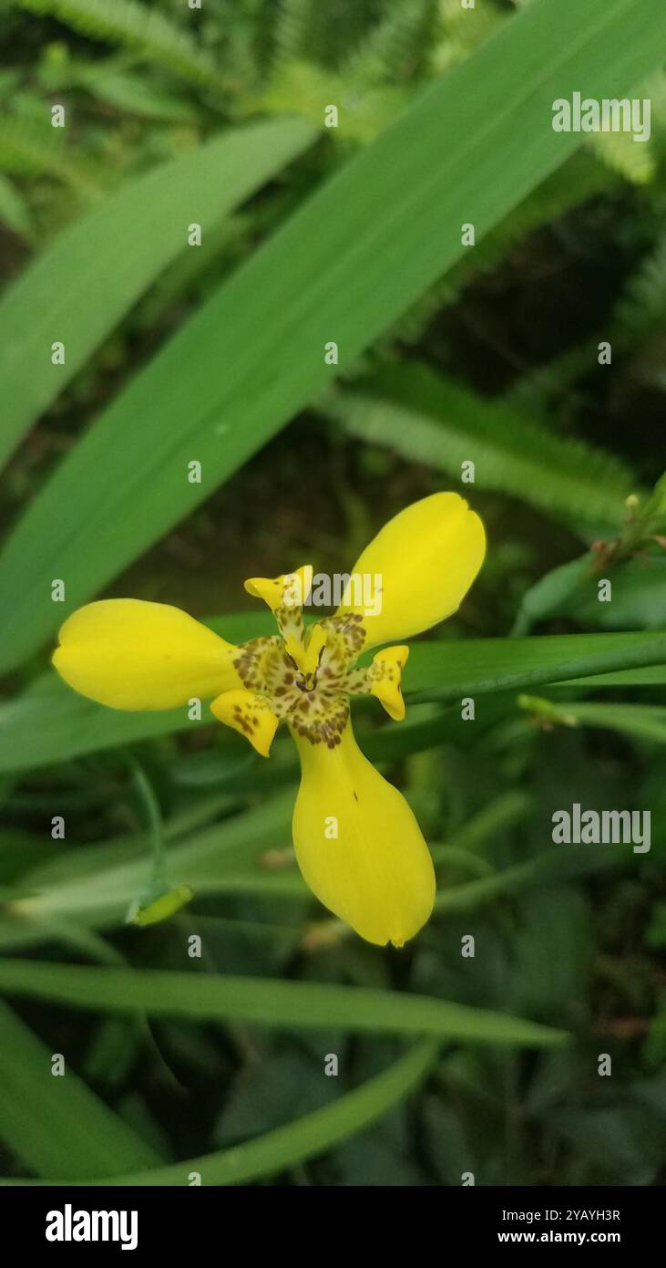 yellow walking iris (Trimezia steyermarkii) Plantae Stock Photo - Alamy