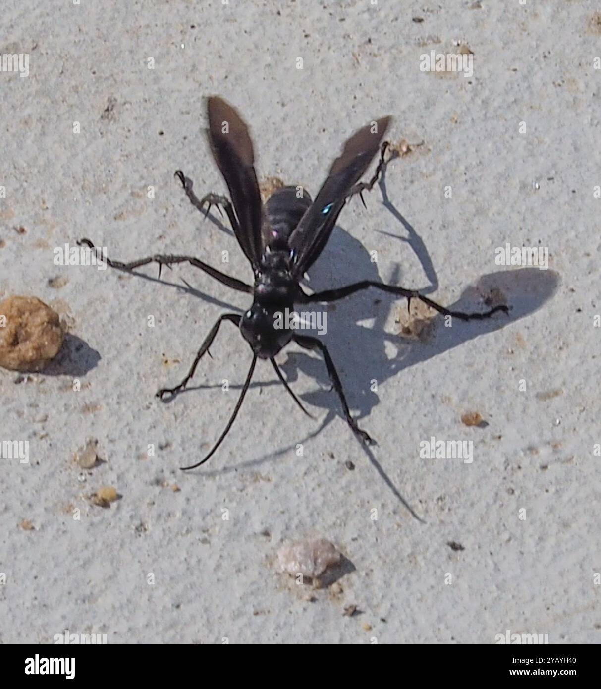 Spider Wasps (Pompilidae) Insecta Stock Photo - Alamy