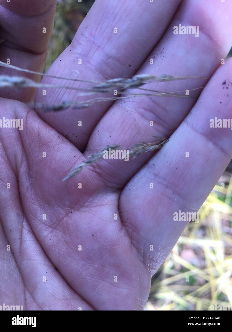 Poverty oatgrass (Danthonia spicata) Plantae Stock Photo - Alamy