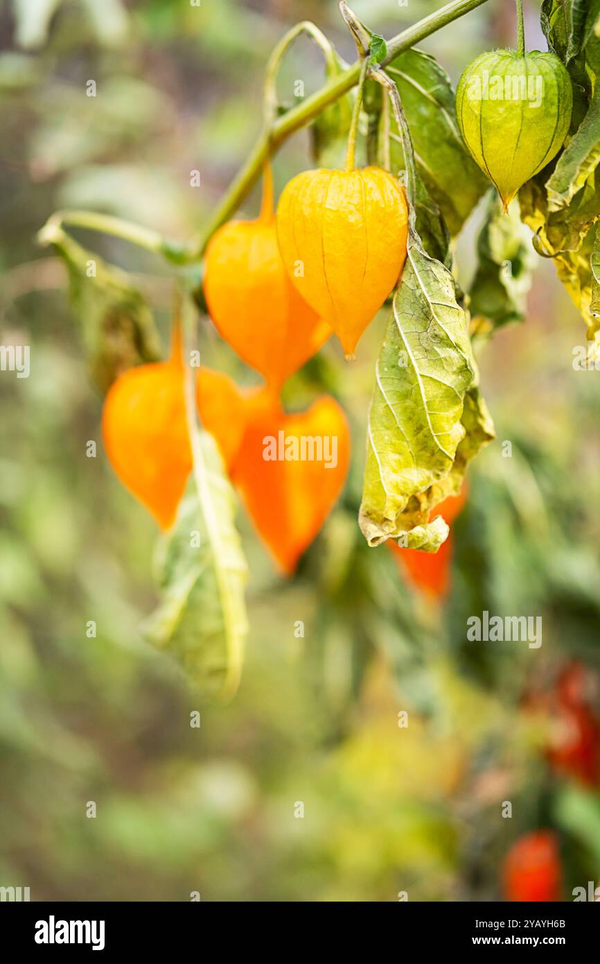 Physalis orange branch leaves hi-res stock photography and images - Alamy