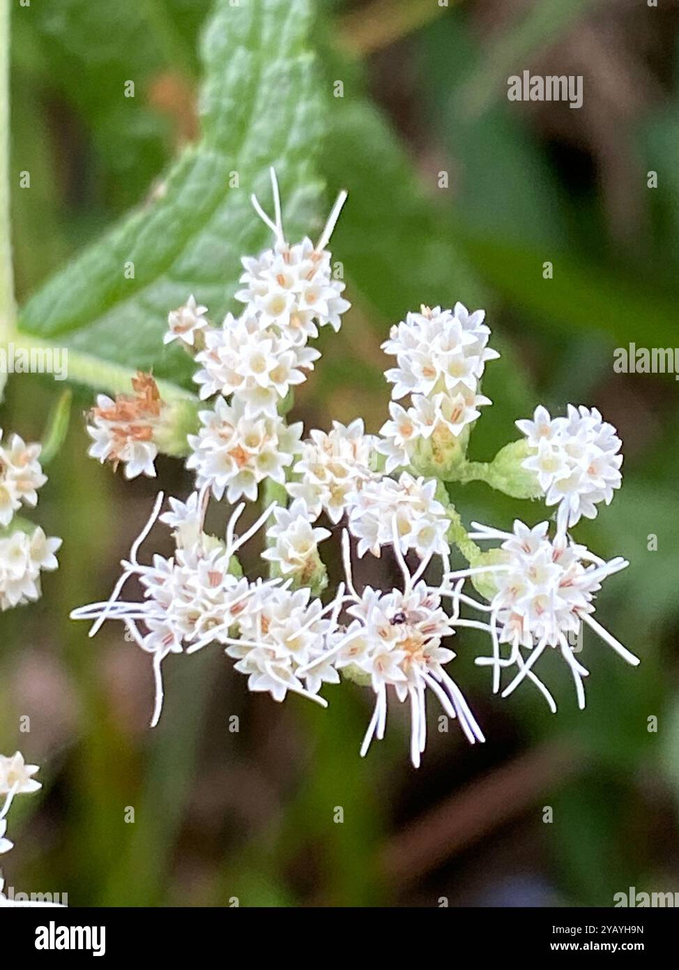 common boneset (Eupatorium perfoliatum) Plantae Stock Photo - Alamy