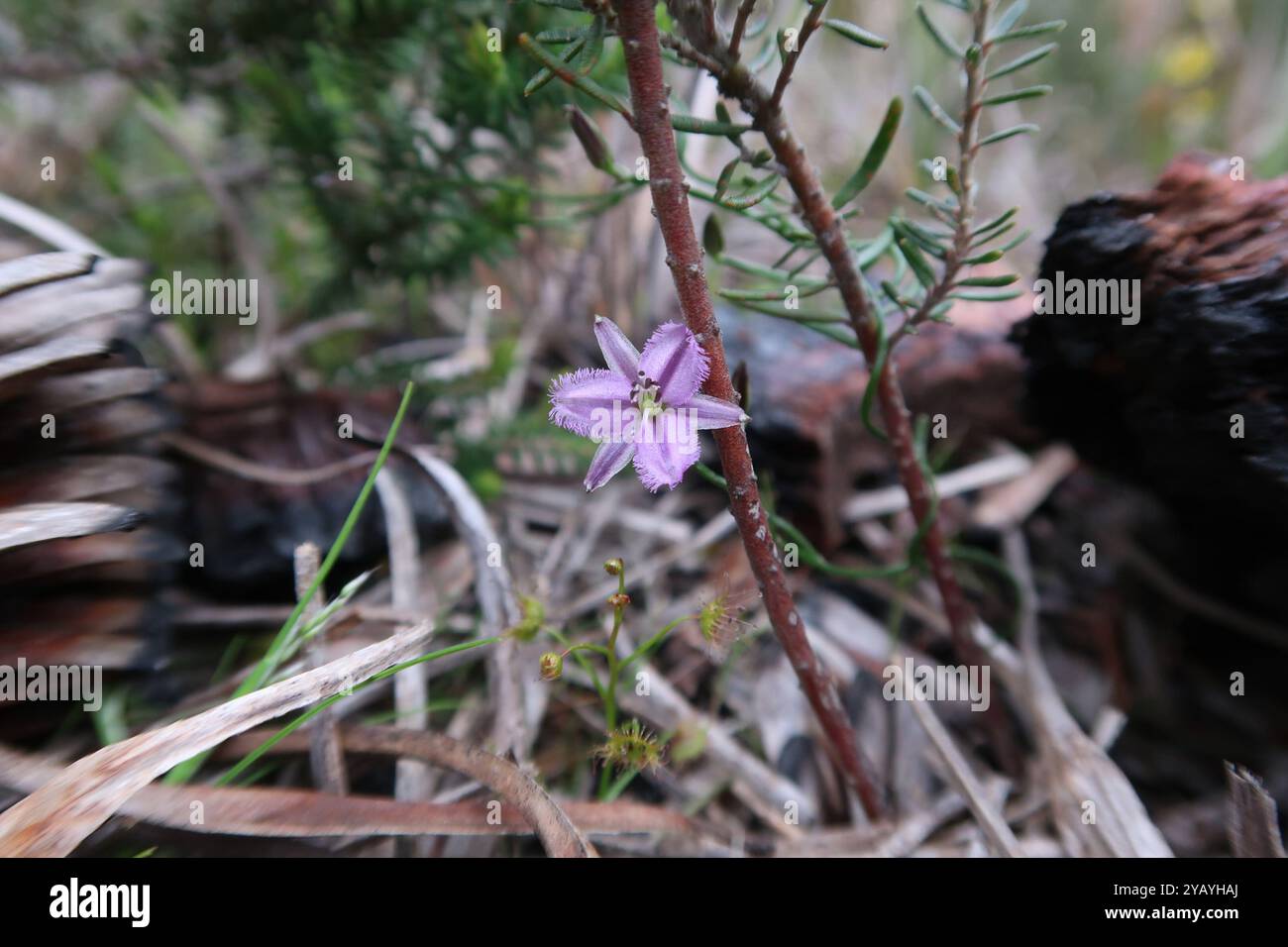 Twining Fringe-lily (Thysanotus patersonii) Plantae Stock Photo - Alamy