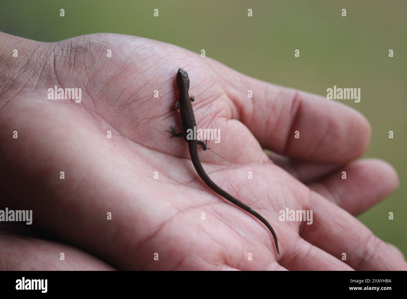 Shade Lizards (Alopoglossus) Reptilia Stock Photo - Alamy