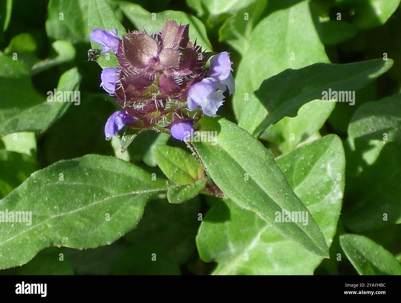 common selfheal (Prunella vulgaris) Plantae Stock Photo - Alamy