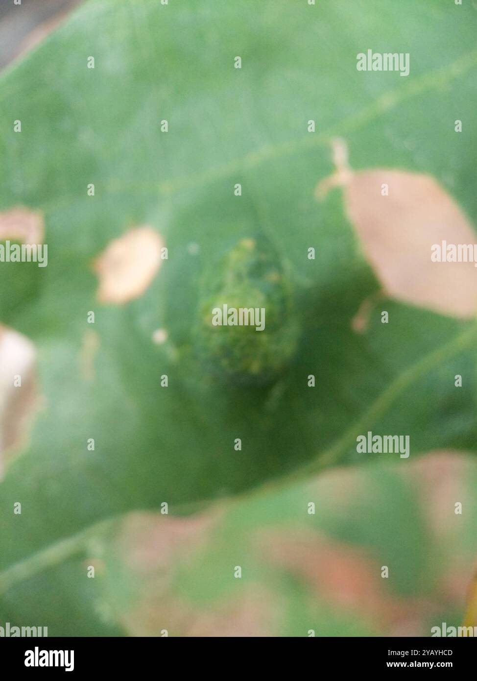 Gall and Rust Mites (Eriophyidae) Arachnida Stock Photo - Alamy