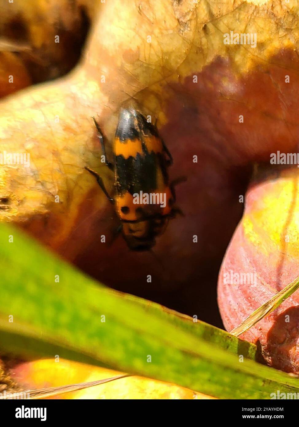 Red-banded Fungus Beetle (Megalodacne fasciata) Insecta Stock Photo - Alamy