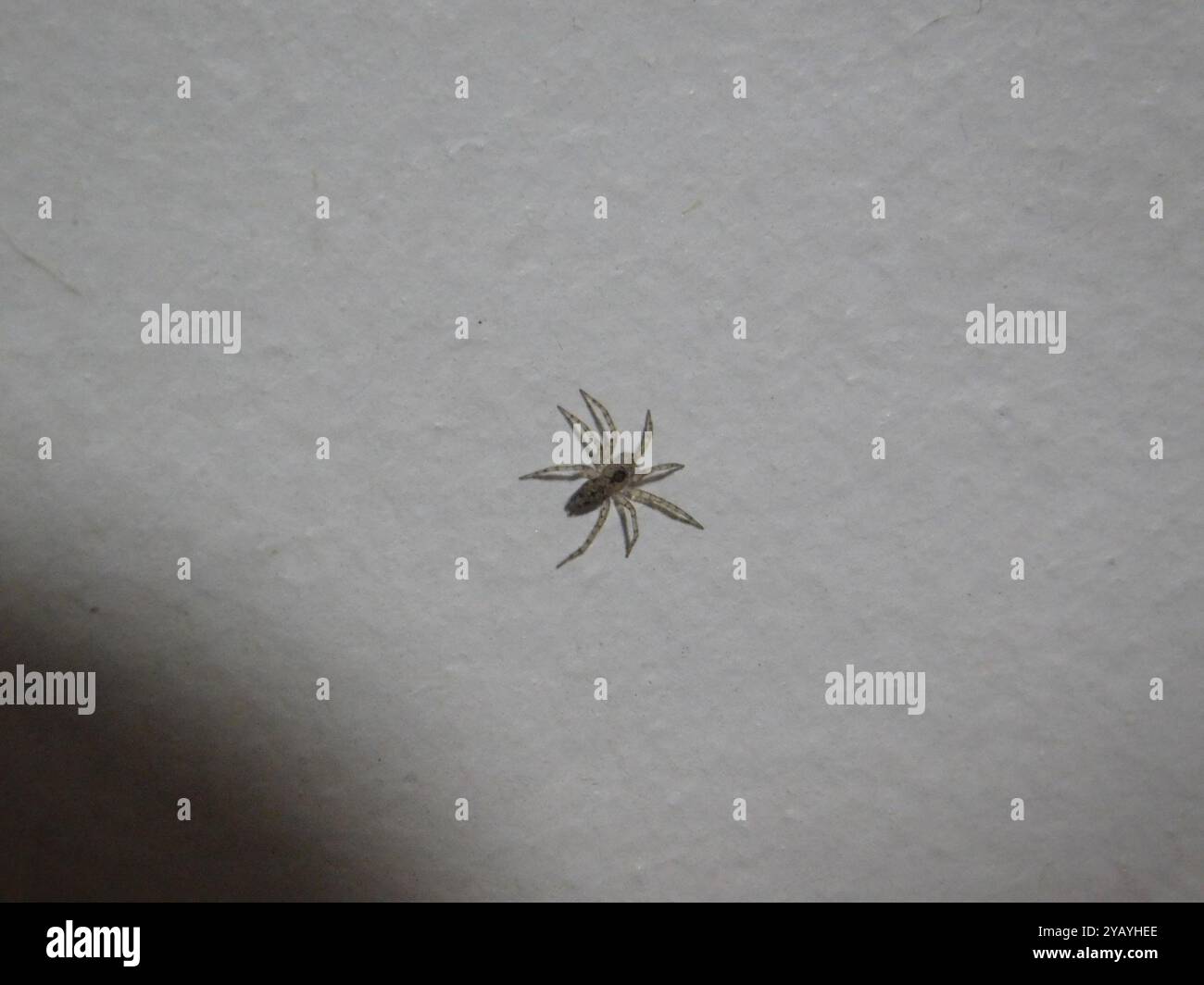 Oecobius navus hi-res stock photography and images - Alamy