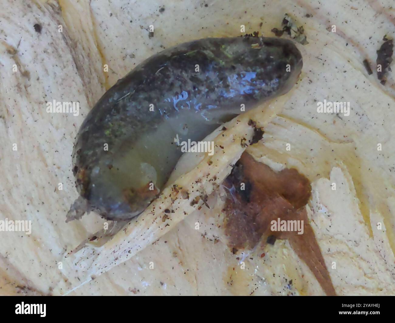 Changeable Mantleslug (Megapallifera mutabilis) Mollusca Stock Photo ...
