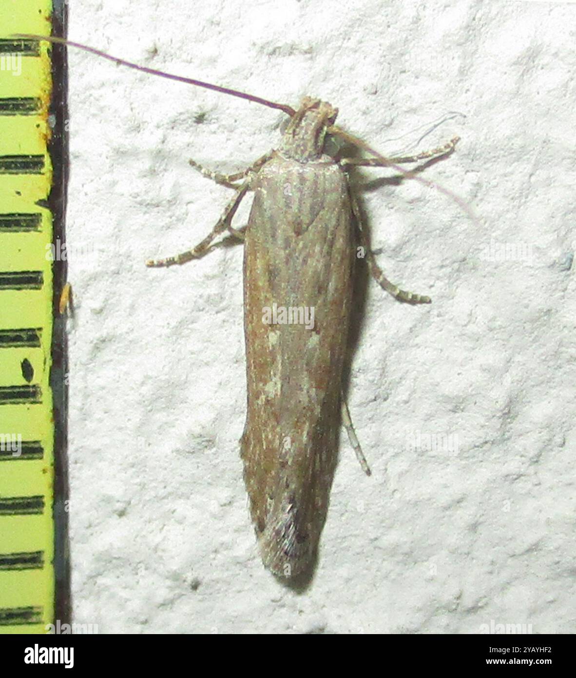 Twirler Moths (Gelechiidae) Insecta Stock Photo - Alamy