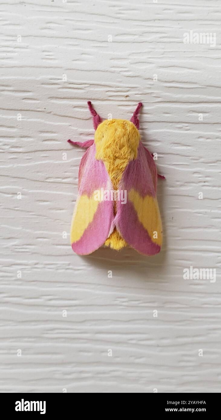 Rosy Maple Moth (Dryocampa rubicunda) Insecta Stock Photo - Alamy