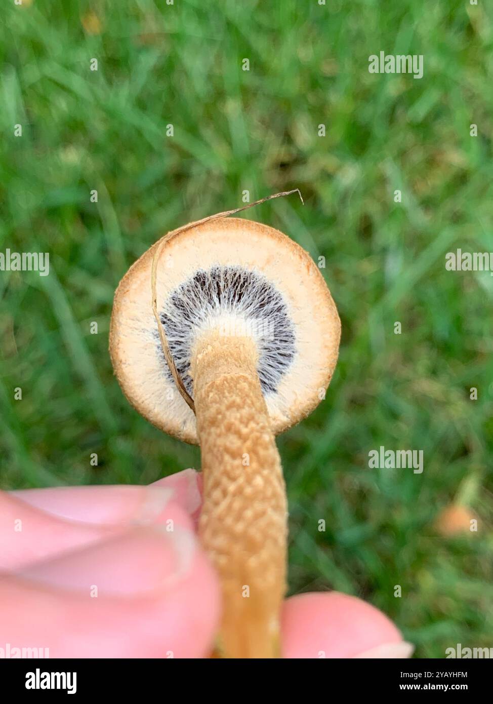 weeping widow (Lacrymaria lacrymabunda) Fungi Stock Photo - Alamy