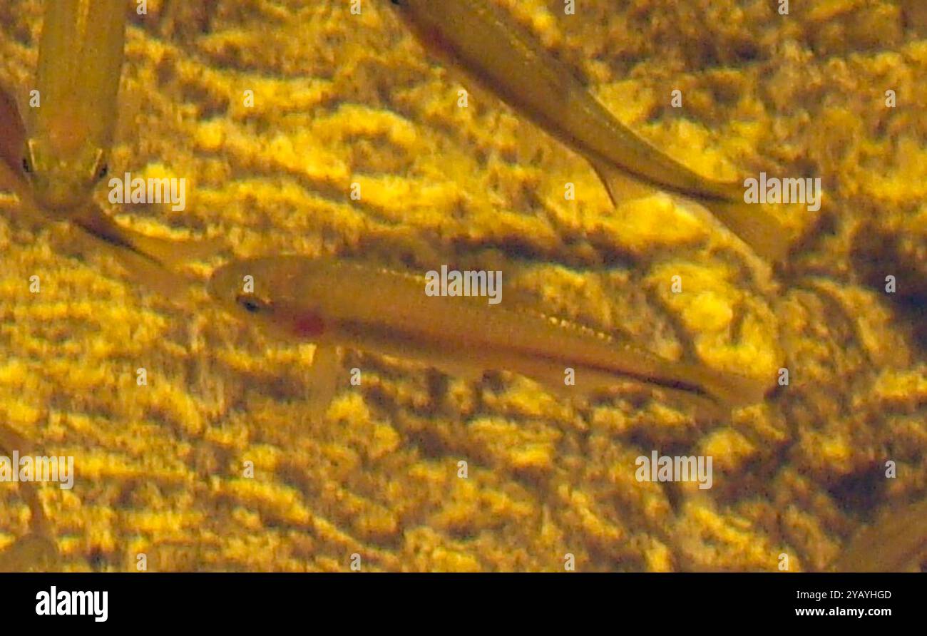 Characids (Characidae) Actinopterygii Stock Photo - Alamy