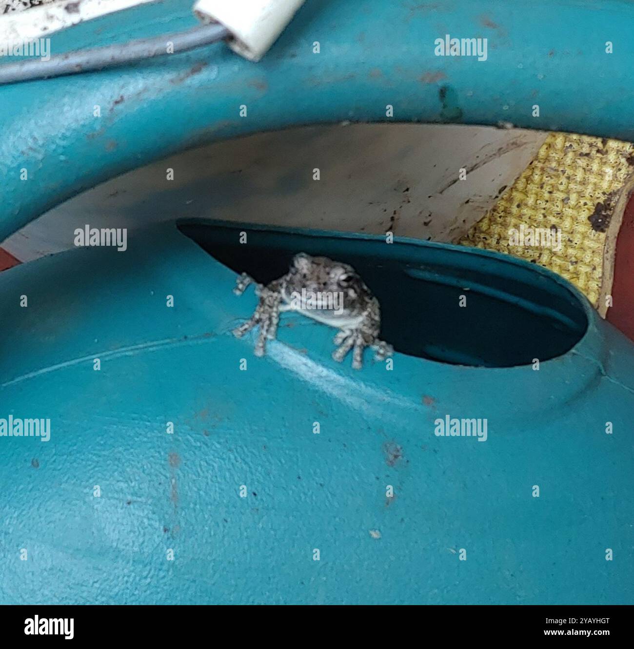 Cope's Gray Treefrog (Hyla chrysoscelis) Amphibia Stock Photo - Alamy