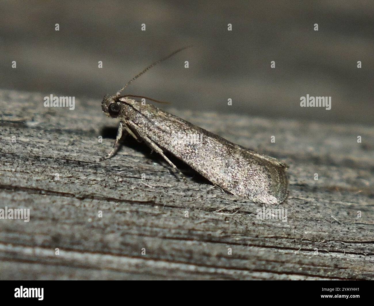 Flour-moths (Ephestia) Insecta Stock Photo - Alamy