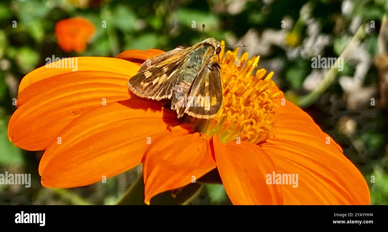 Fiery Skipper (Hylephila phyleus) Insecta Stock Photo - Alamy