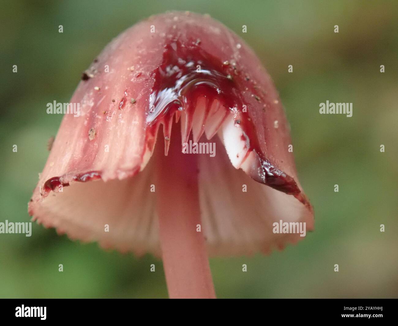 Bleeding Fairy Helmet (Mycena haematopus) Fungi Stock Photo - Alamy