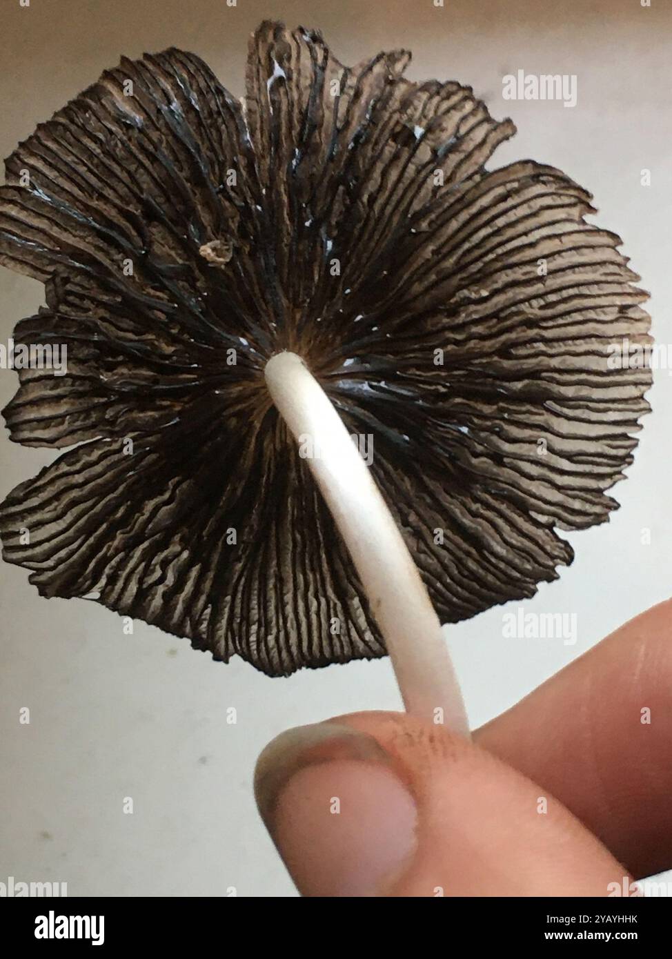 Tall Psathyrella (Psathyrella longipes) Fungi Stock Photo - Alamy