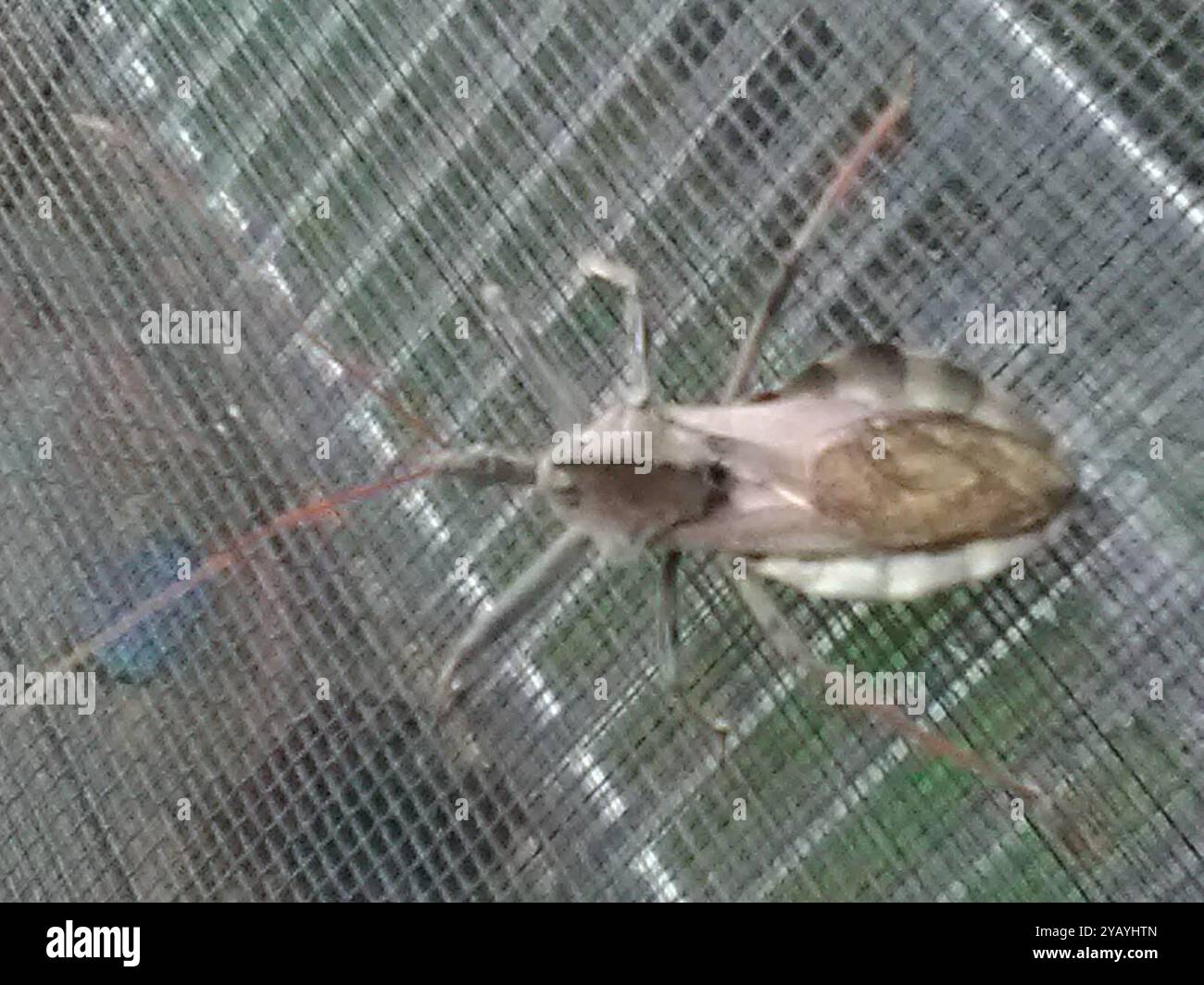 North American Wheel Bug (Arilus cristatus) Insecta Stock Photo - Alamy
