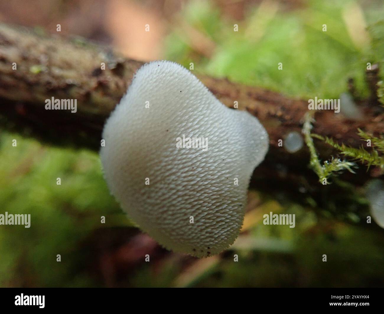 Toothed Jelly Fungus (Pseudohydnum gelatinosum) Fungi Stock Photo - Alamy