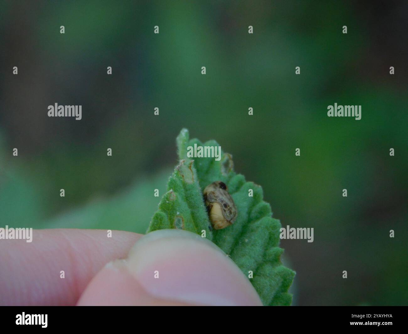 Warty leaf beetles hi-res stock photography and images - Alamy