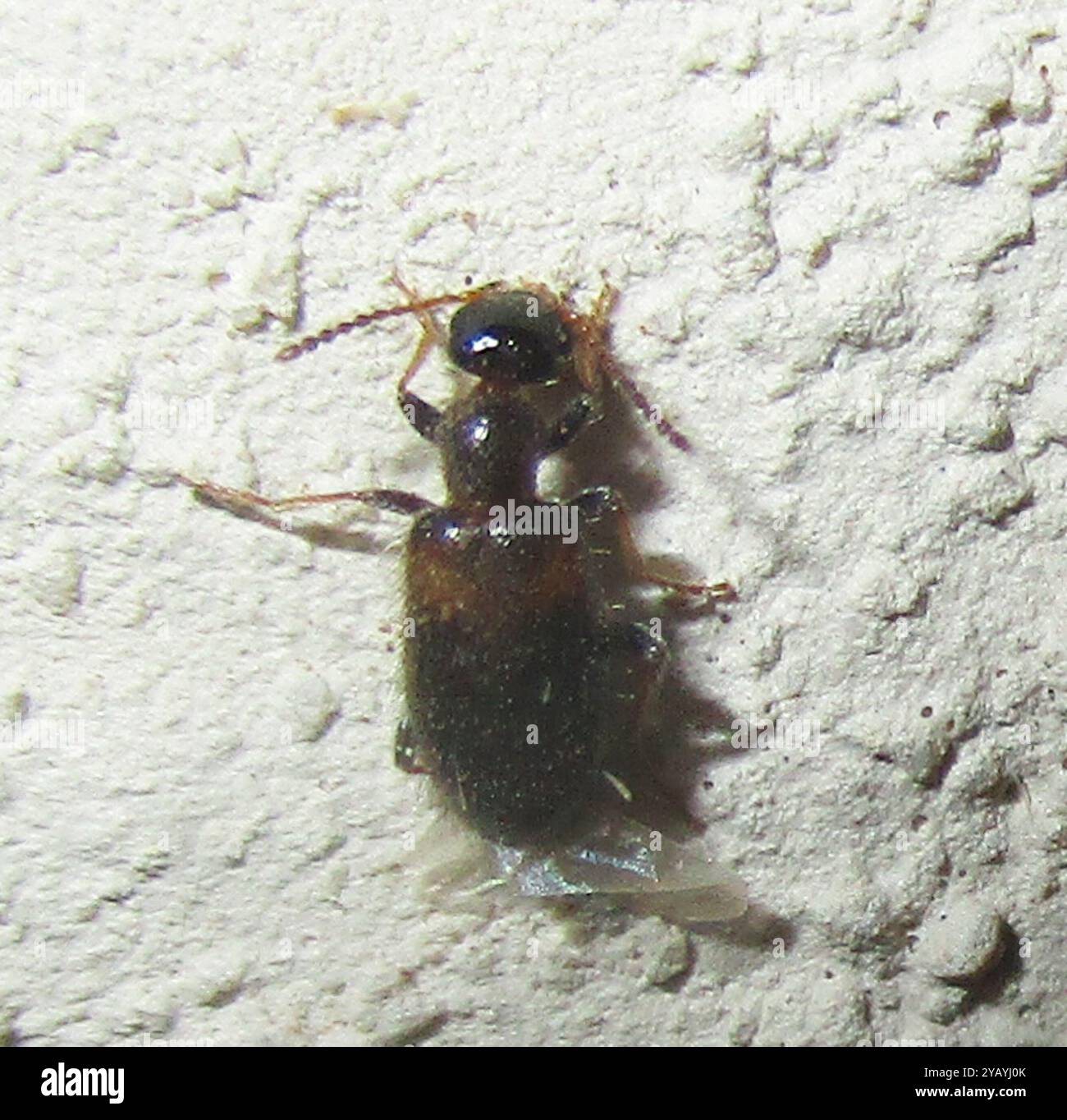(Hirticomus biplagiatus) Insecta Stock Photo - Alamy