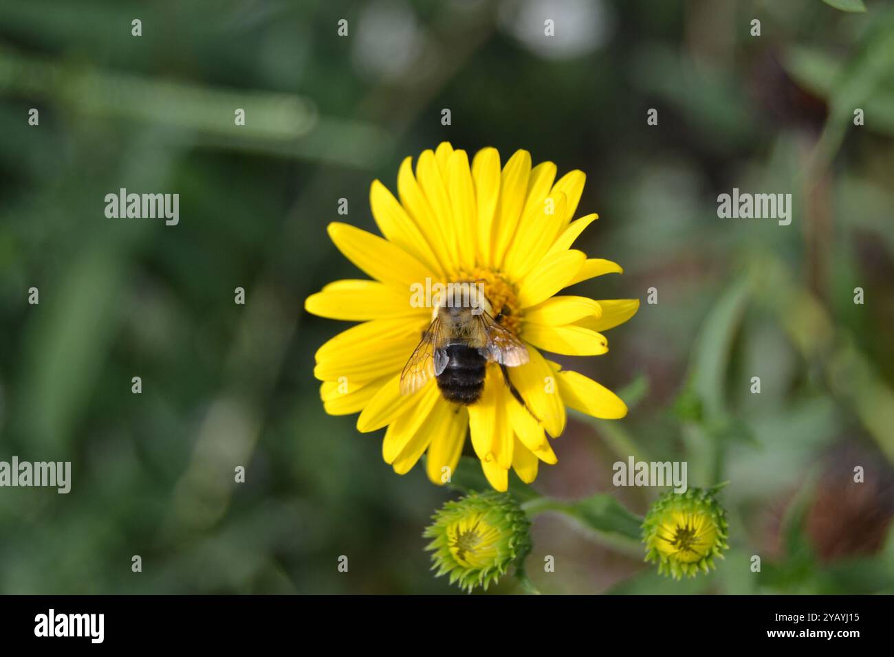 lemonyellow false goldenaster (Heterotheca camporum) Plantae Stock ...