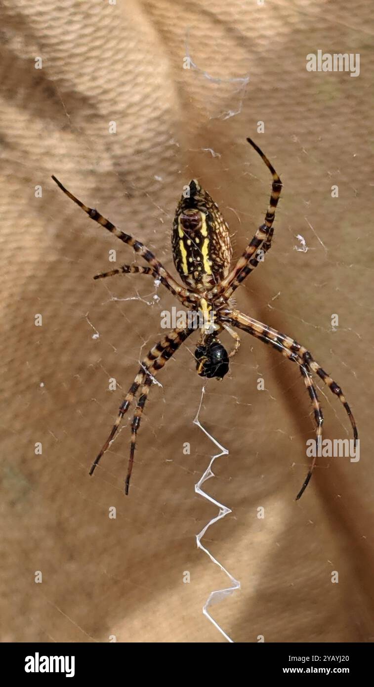 Banded Garden Spider (Argiope trifasciata) Arachnida Stock Photo - Alamy