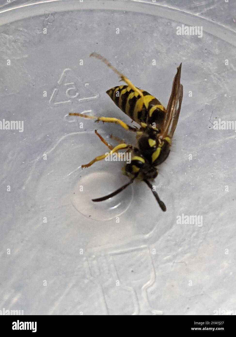 Eastern Yellowjacket (Vespula maculifrons) Insecta Stock Photo - Alamy