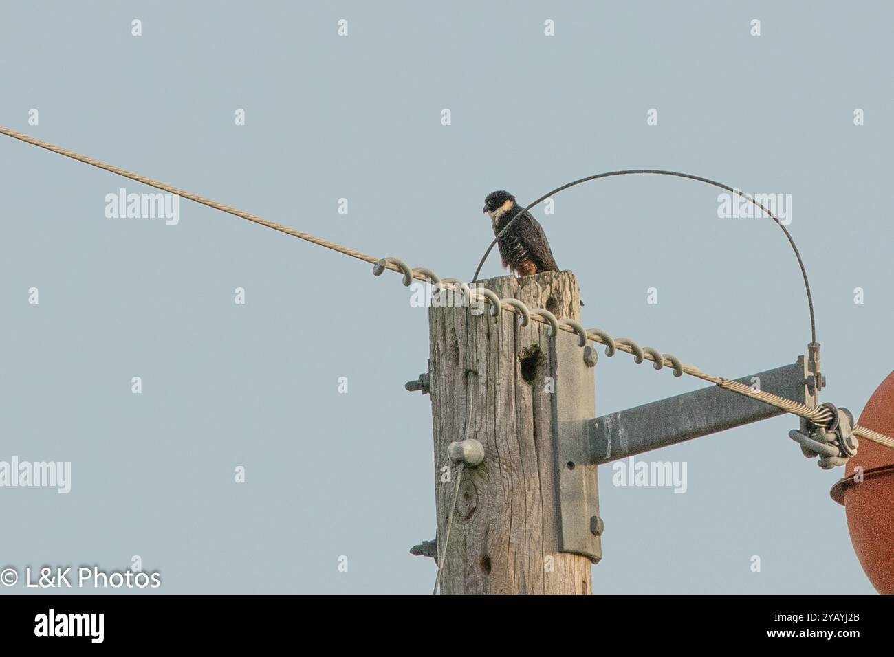 Bat Falcon (Falco rufigularis) Aves Stock Photo - Alamy