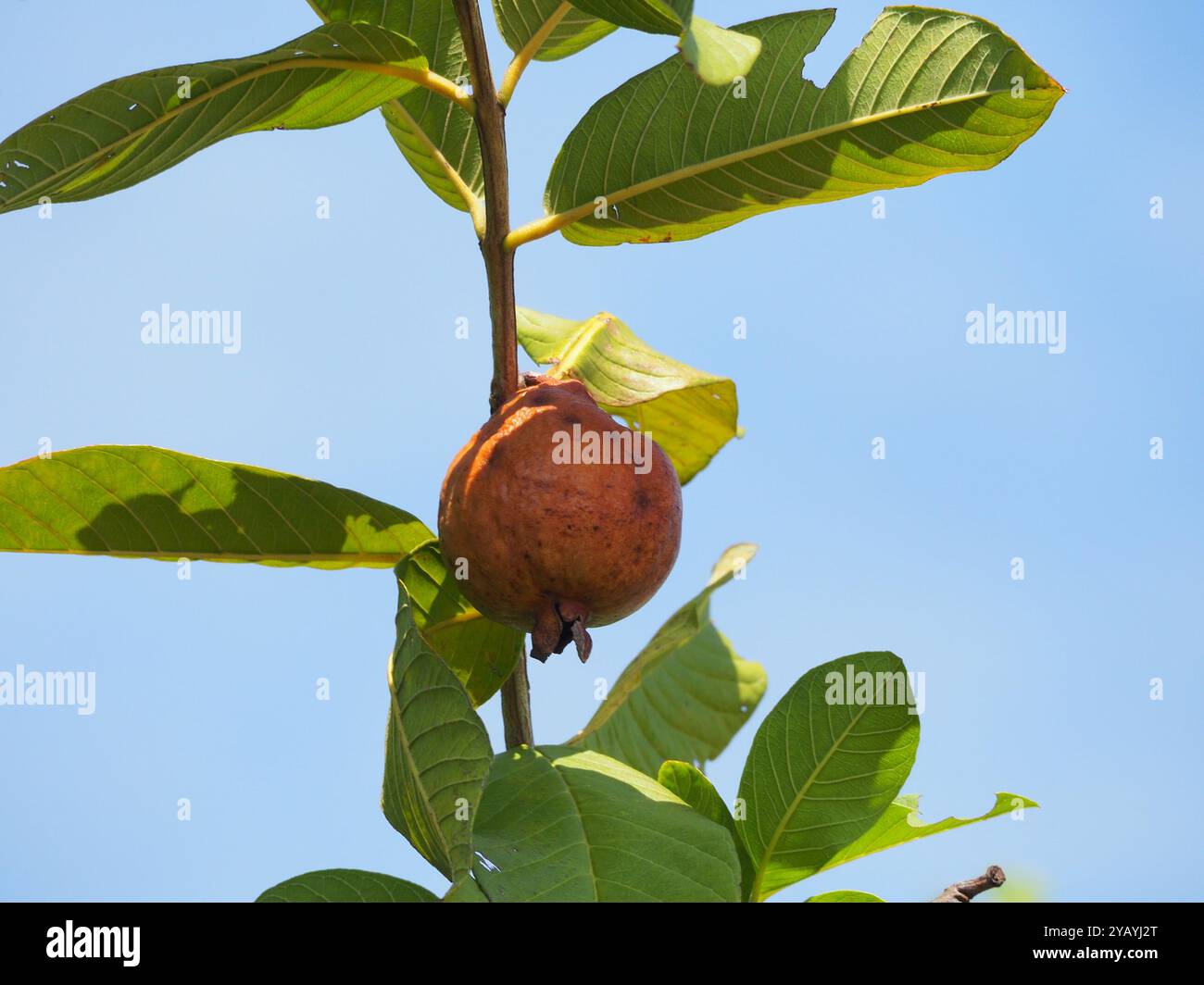 Common guava (Psidium guajava) Plantae Stock Photo - Alamy