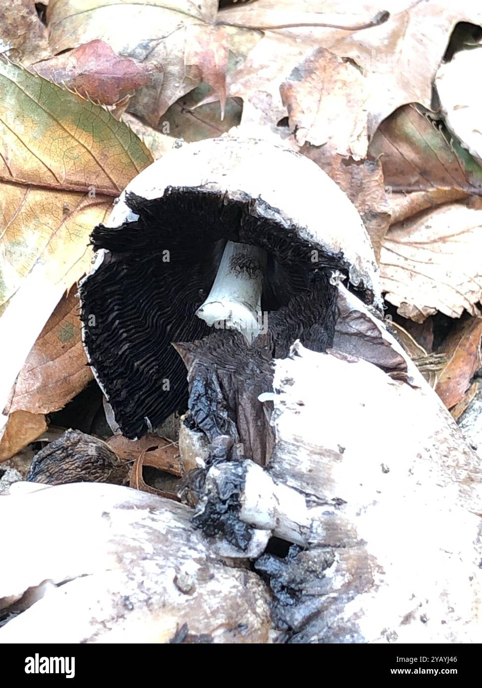 Common Ink Cap (Coprinopsis atramentaria) Fungi Stock Photo - Alamy