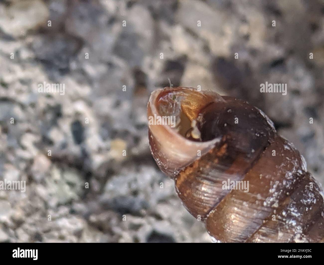 Moss Chrysalis-snail (Pupilla muscorum) Mollusca Stock Photo - Alamy