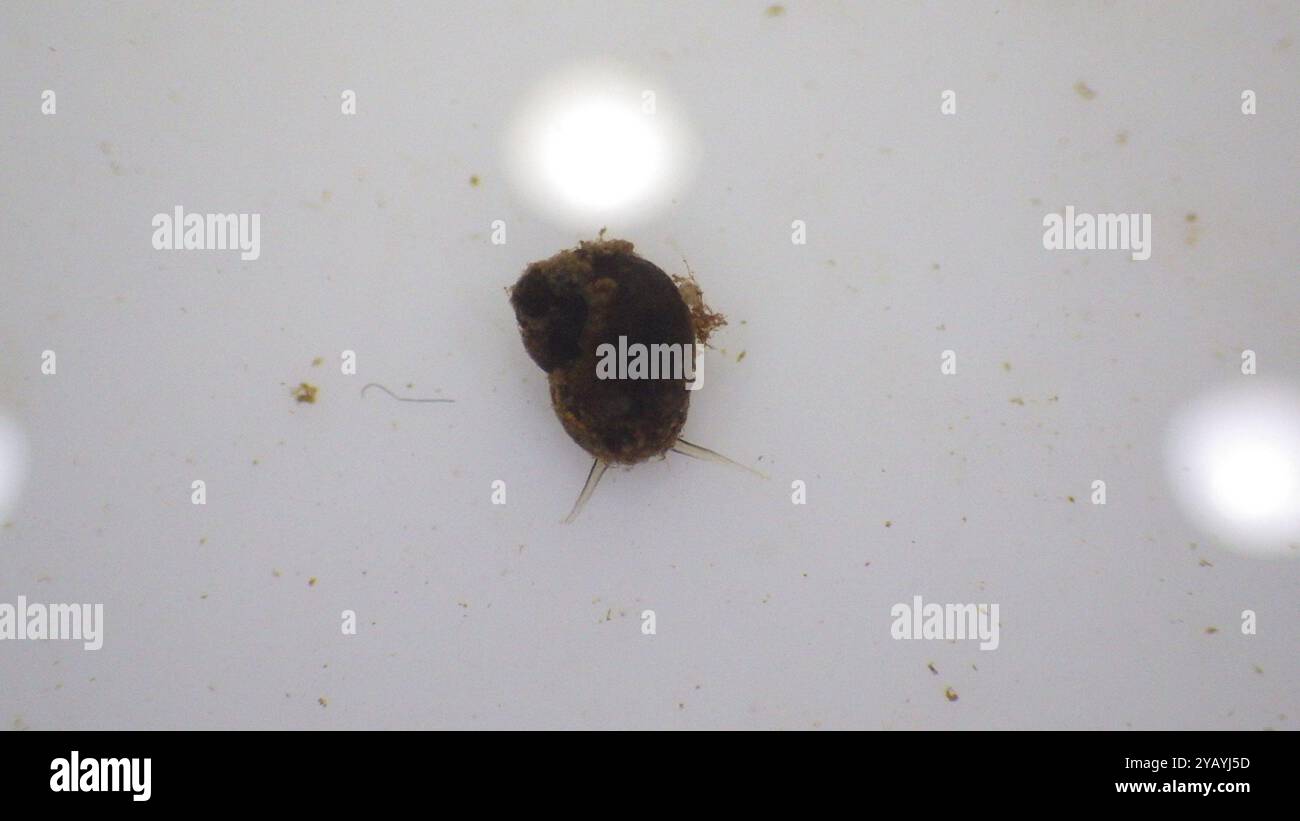 Hydrobiid Mud Snails (Hydrobiidae) Mollusca Stock Photo - Alamy