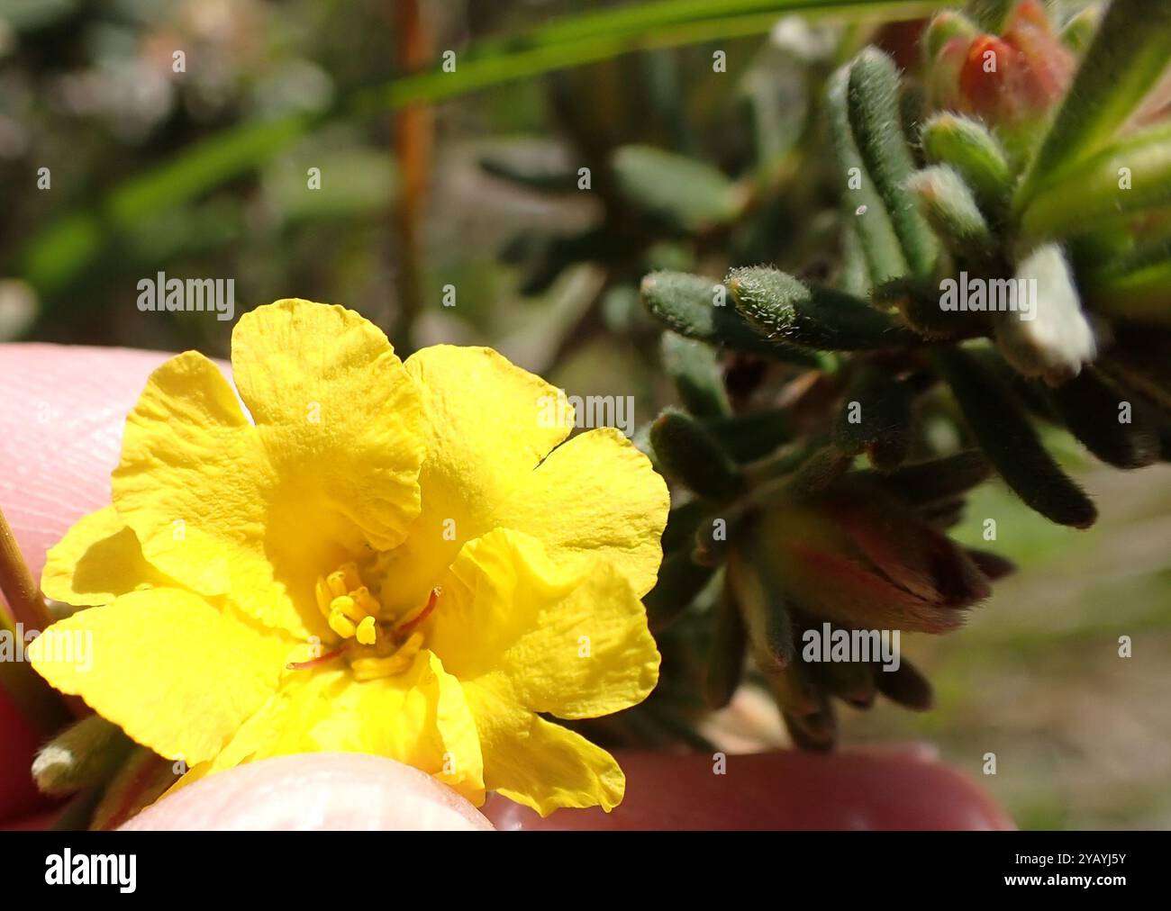 Silky Guinea-flower (Hibbertia sericea) Plantae Stock Photo - Alamy
