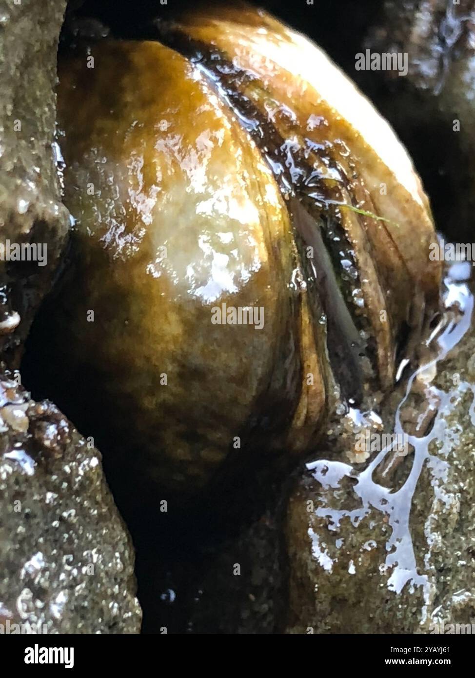 Piddocks and Angelwings (Pholadidae) Mollusca Stock Photo - Alamy