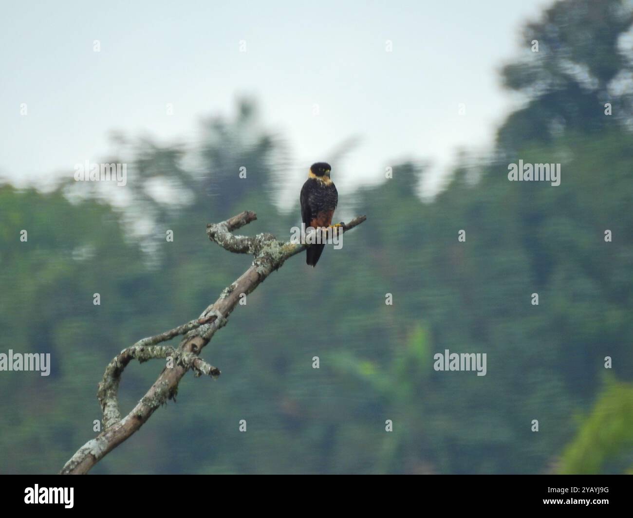Bat Falcon (Falco rufigularis) Aves Stock Photo - Alamy