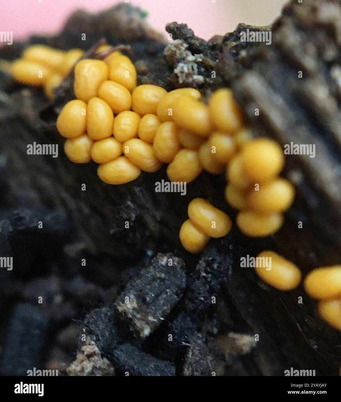 Trichia varia hi-res stock photography and images - Alamy