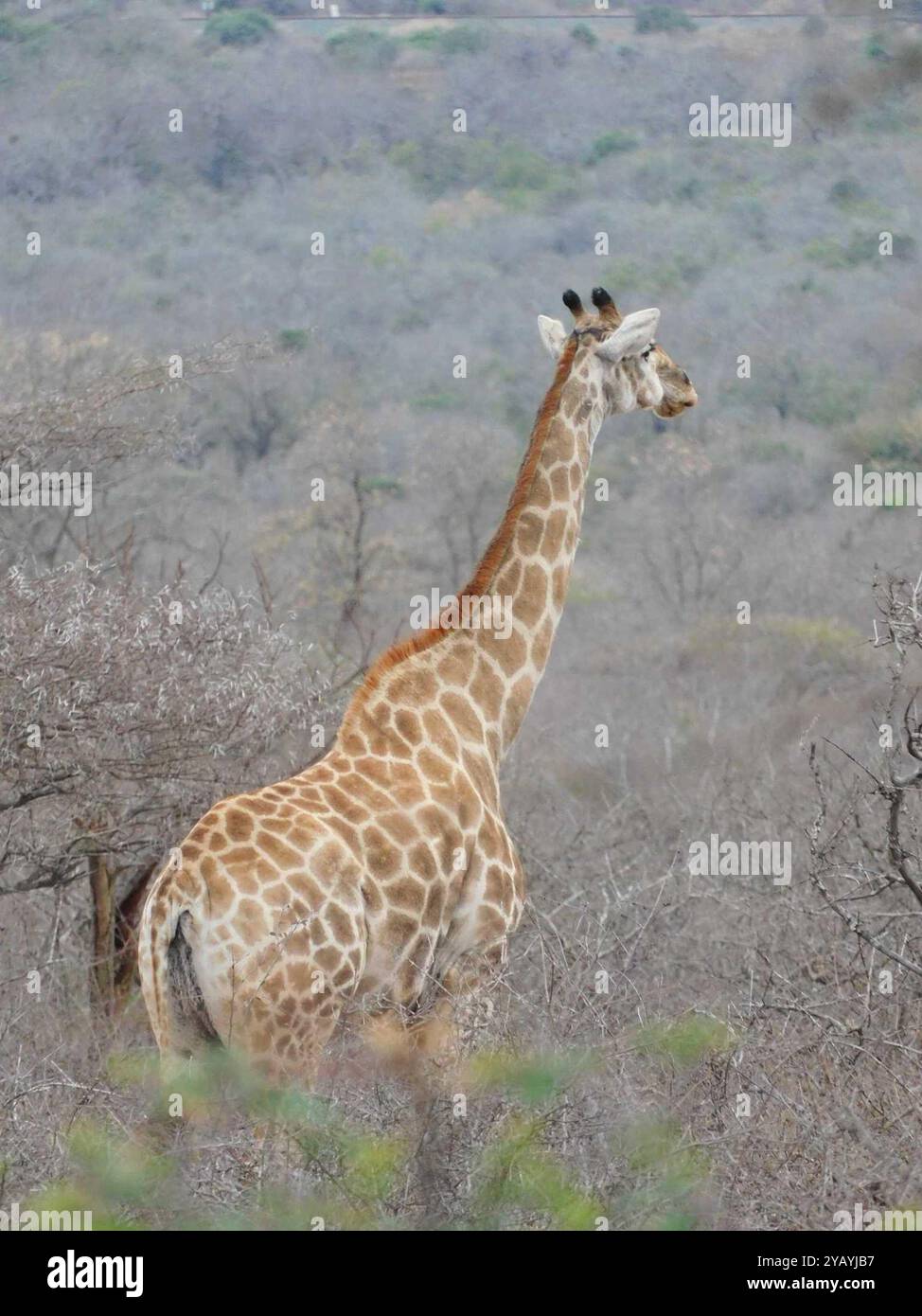 Southern African Giraffe (Giraffa giraffa giraffa) Mammalia Stock Photo ...