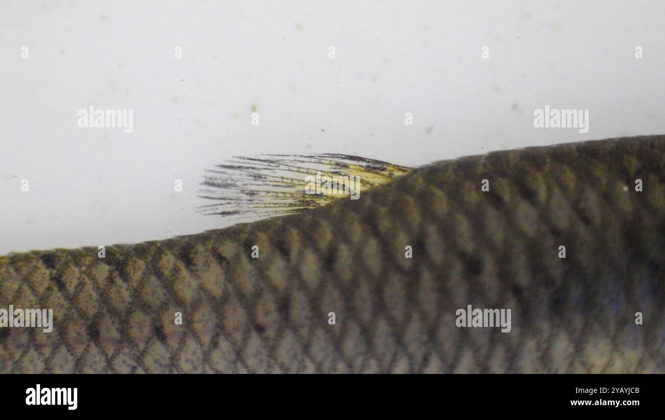 Western Mosquitofish (Gambusia affinis) Actinopterygii Stock Photo - Alamy