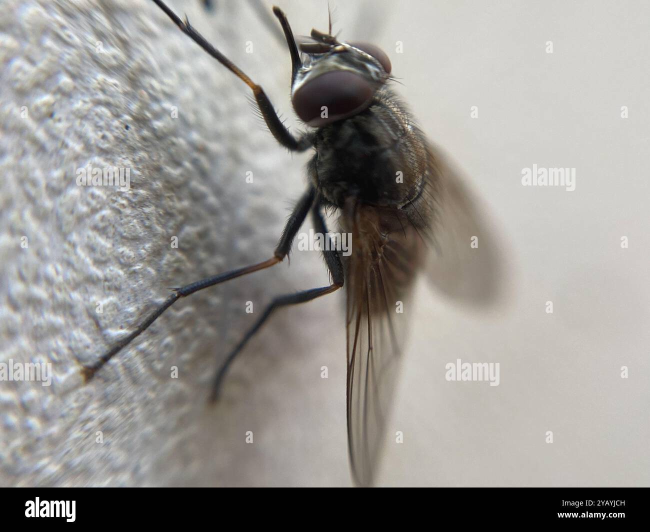 Common House Fly (Musca domestica) Insecta Stock Photo - Alamy