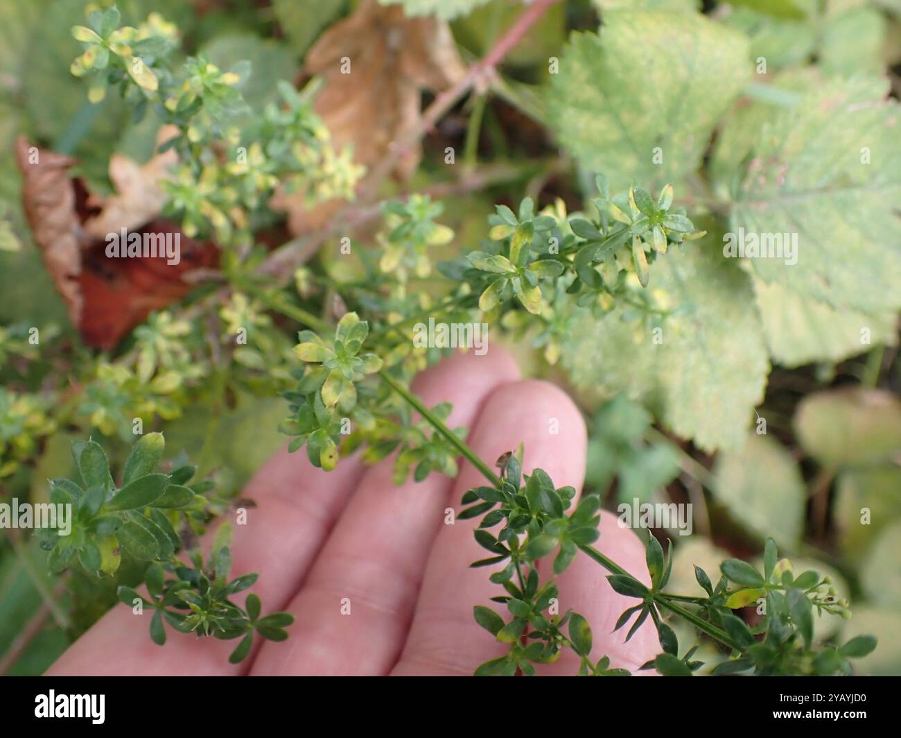 white bedstraw (Galium album) Plantae Stock Photo - Alamy