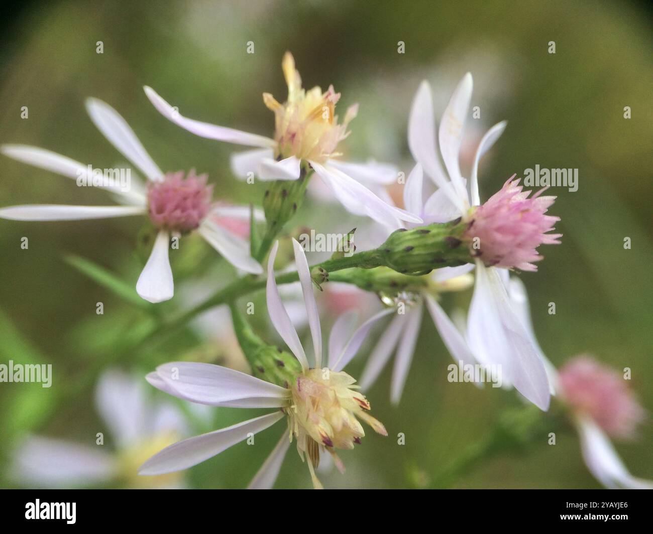 Common Blue Wood Aster (Symphyotrichum cordifolium) Plantae Stock Photo ...