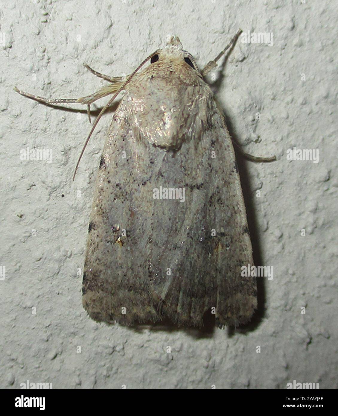 Owlet Moths and Allies (Noctuoidea) Insecta Stock Photo - Alamy