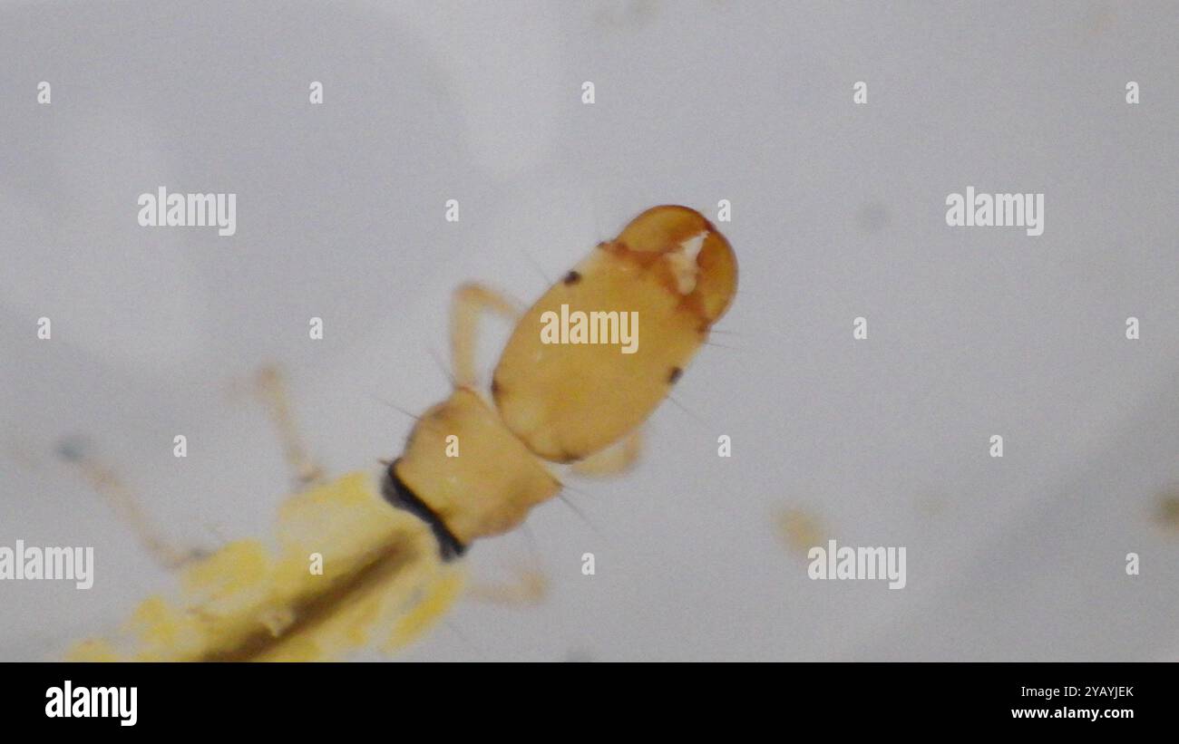 Little Black Caddisflies (Chimarra) Insecta Stock Photo - Alamy