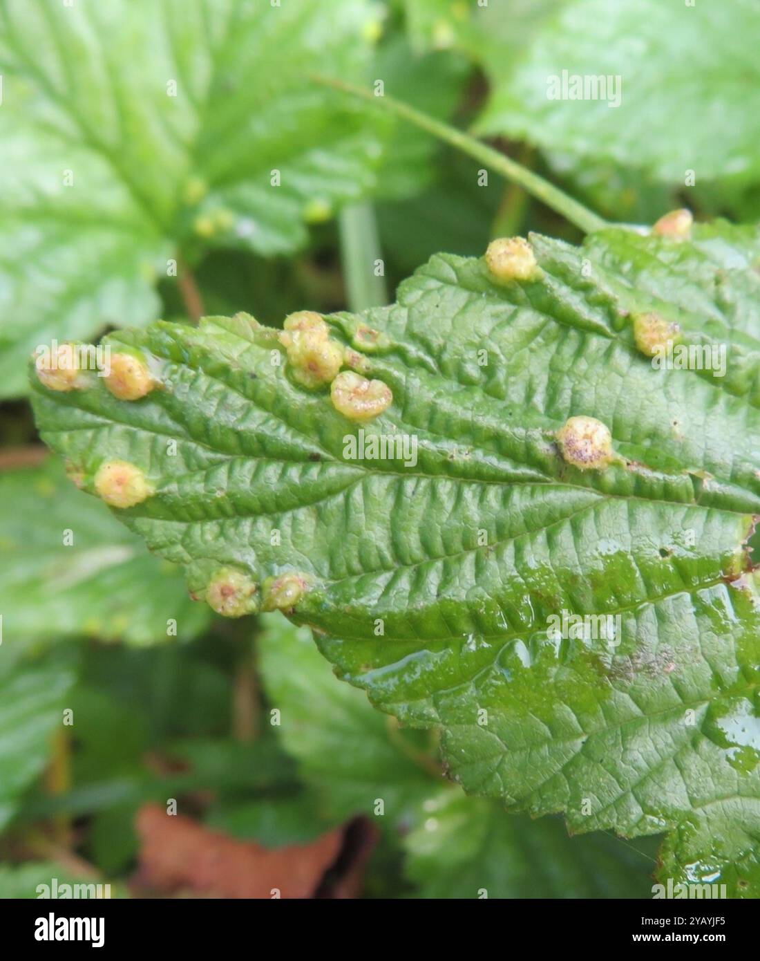Orange Bramble Rust (Phragmidium bulbosum) Fungi Stock Photo - Alamy