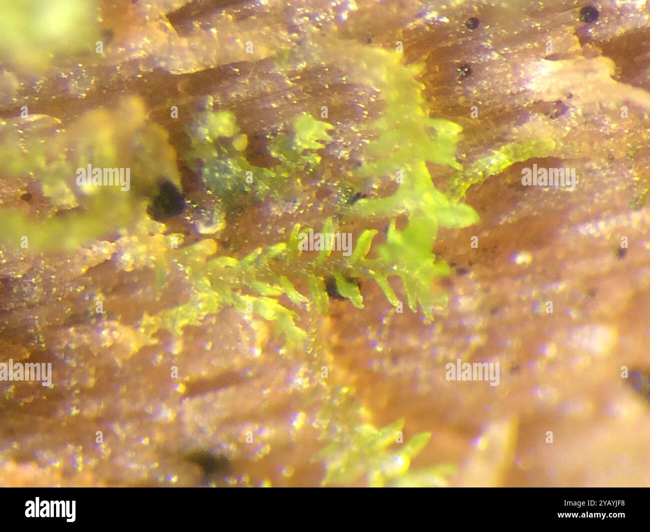 Heller's Notchwort (Crossocalyx hellerianus) Plantae Stock Photo - Alamy